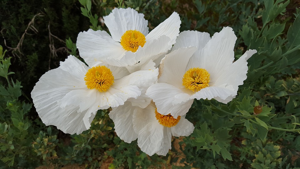 Coquelicot blanc – Paroisse Sainte-Trinité
